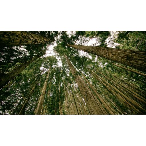 How environmentally friendly is your paper? - Print & Marketing Blog